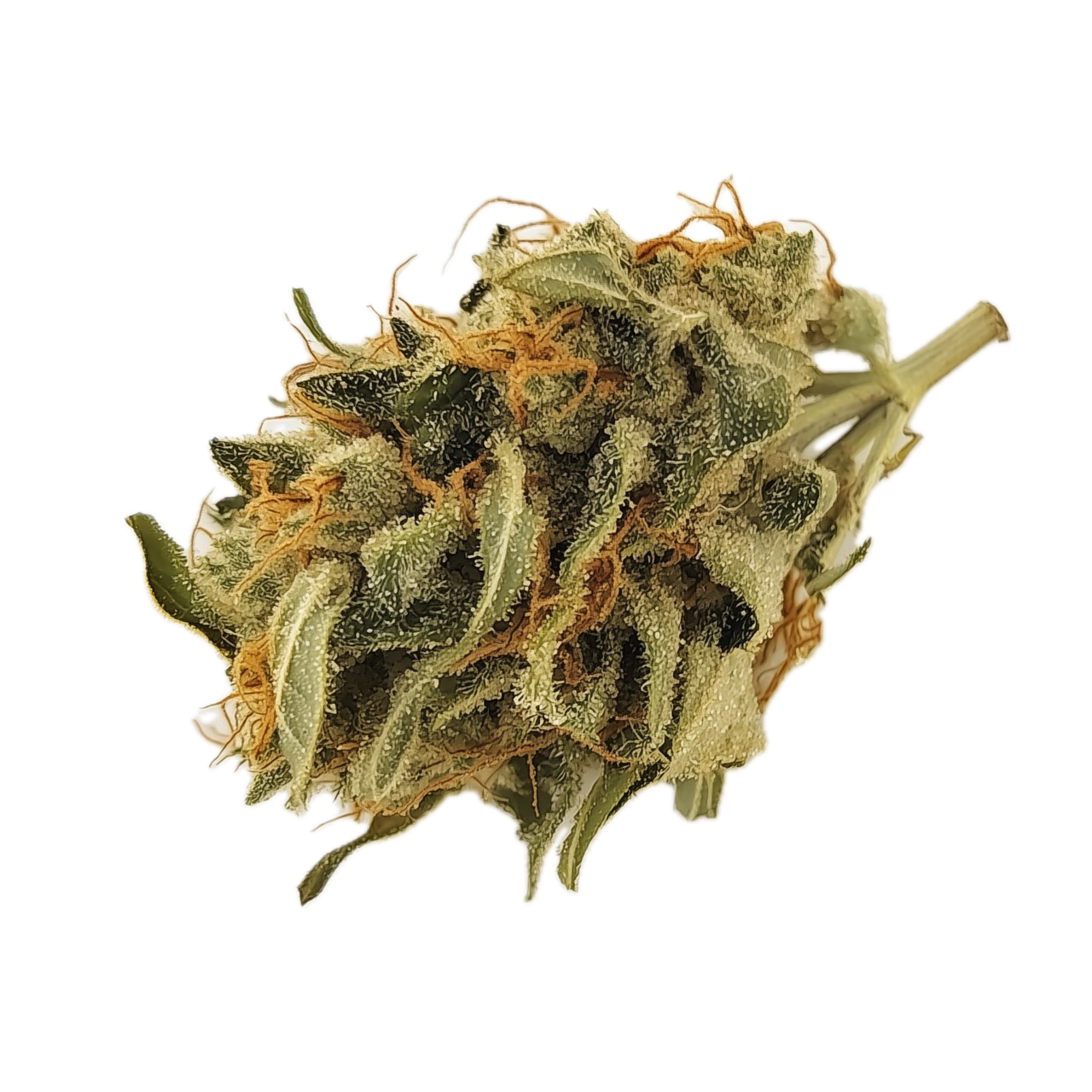 Pedanios 10/10 EQI-CA "Equiposa"